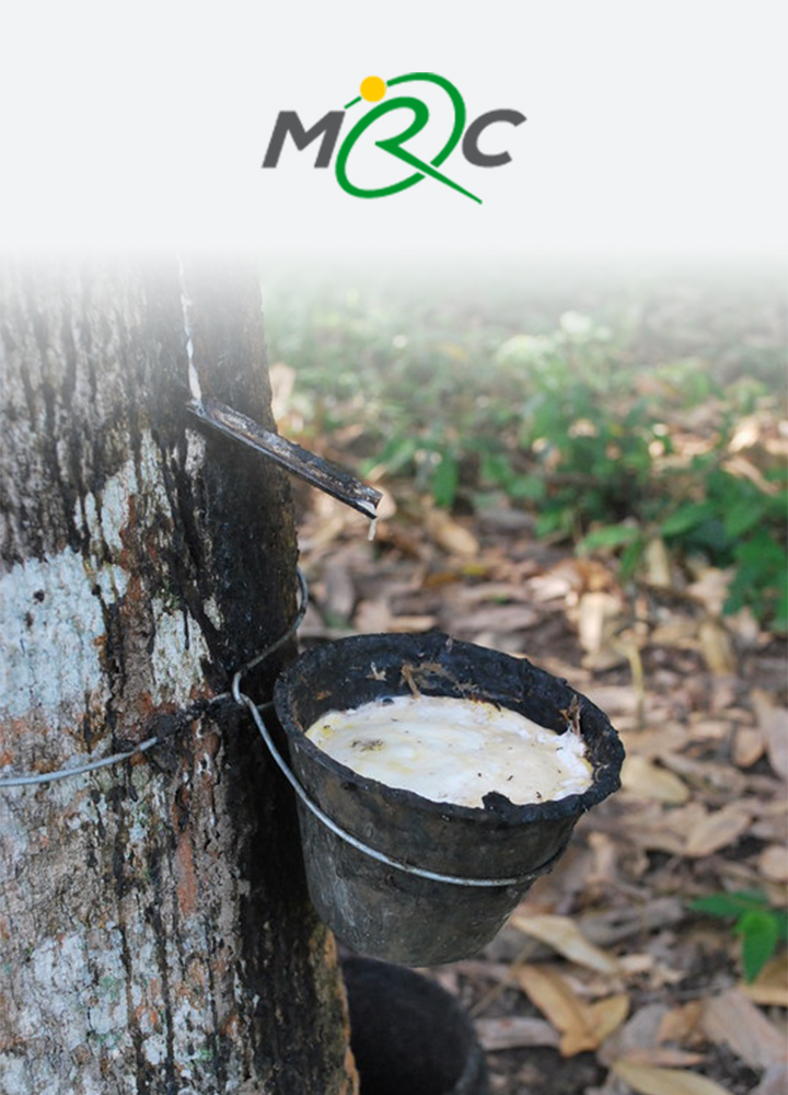 Celebrating Two Decades of Excellence | Malaysian Rubber Export ...